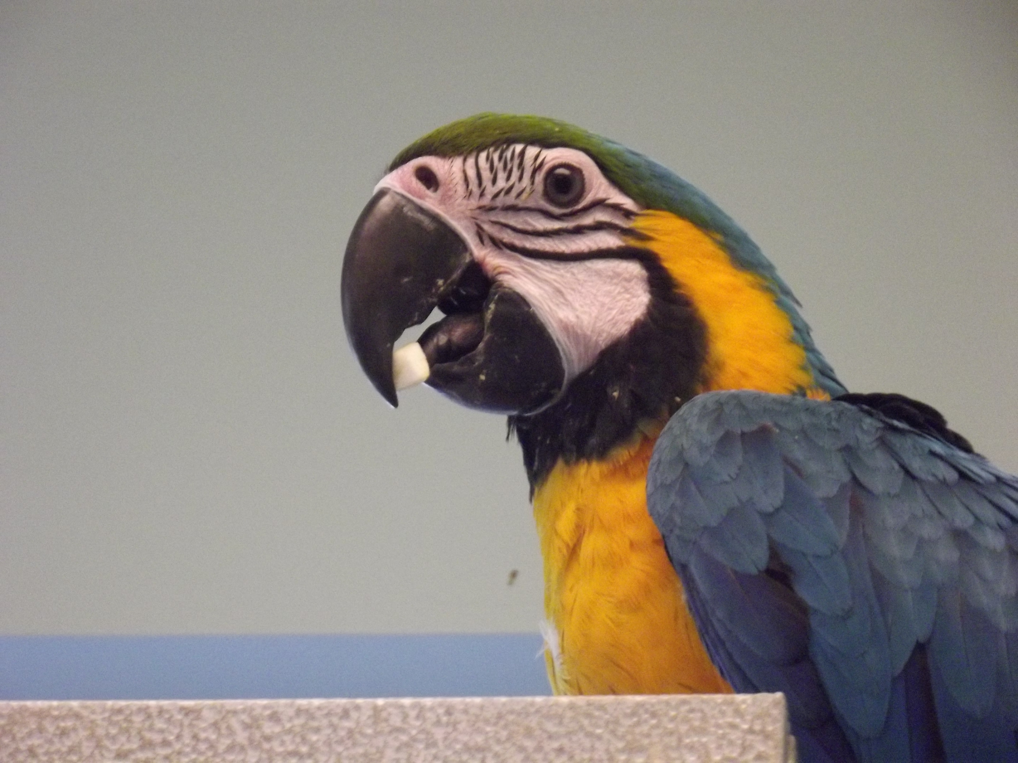 Camelina Macaw